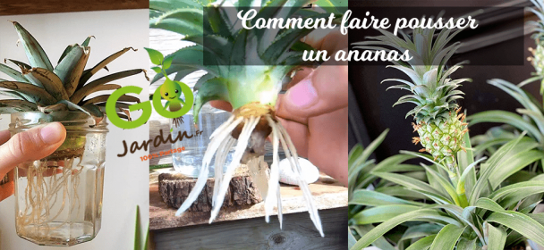 Comment faire pousser, planter un ananas 🍍 - Go Jardin